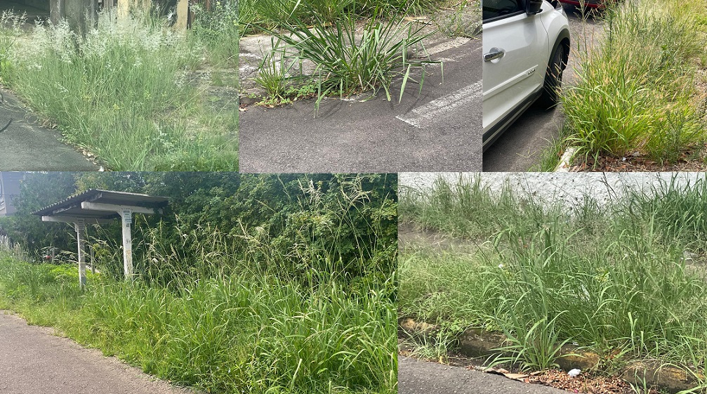 O roteiro se repete: mato e capim tomam conta de ruas e calçadas de ...